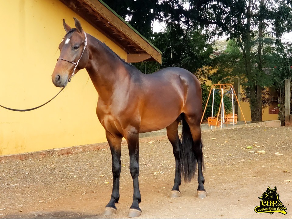 VENDIDO ))) APACHE DO BBM – Cavalos Helio Rocha