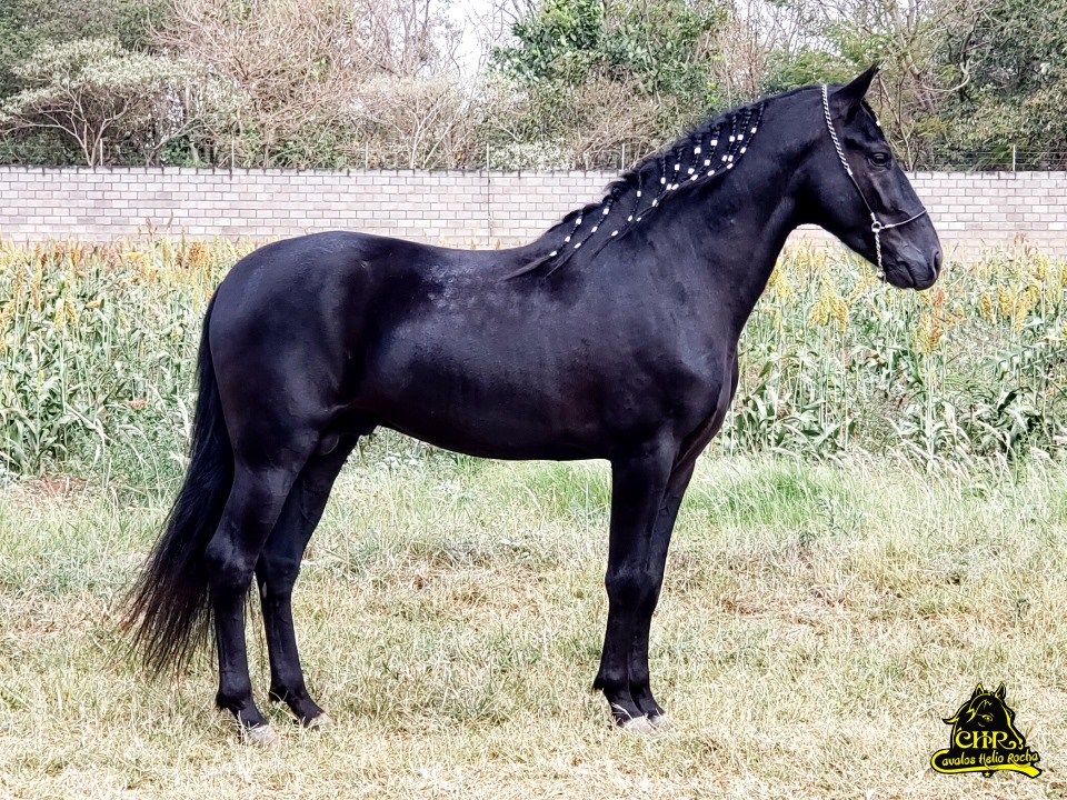 VENDIDO ))) CORCEL NEGRO DO CHR – Cavalos Helio Rocha
