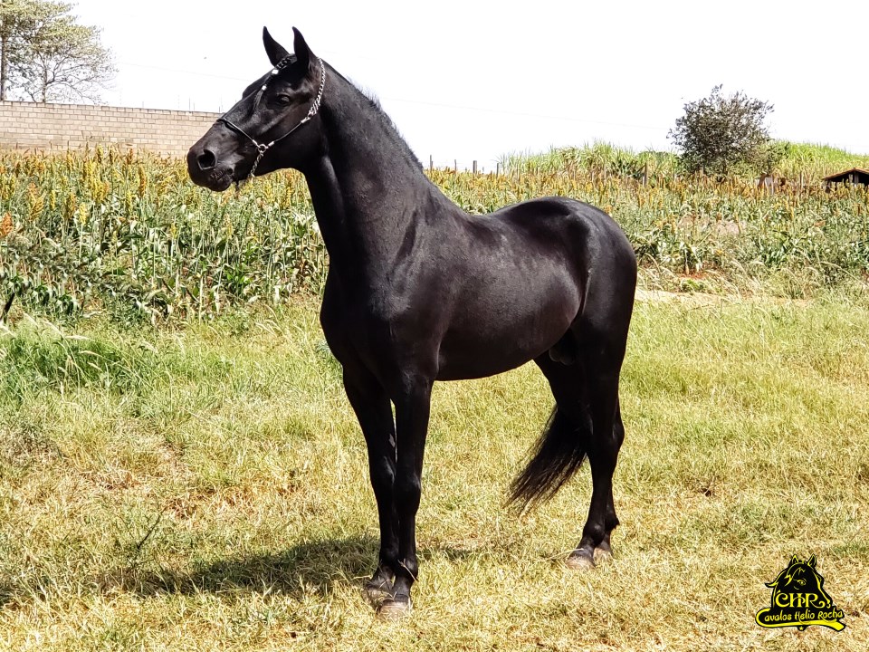 VENDIDO ))) CORCEL NEGRO DO CHR – Cavalos Helio Rocha