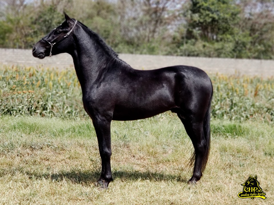 VENDIDO ))) CORCEL NEGRO DO CHR – Cavalos Helio Rocha