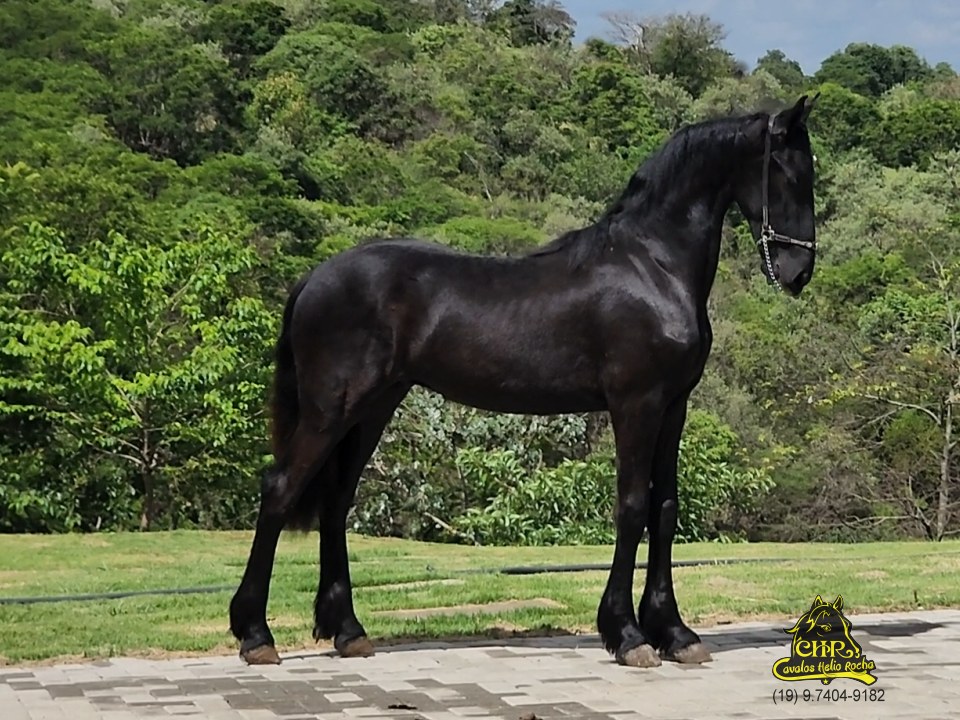 Potro FRIESIAN – Cavalos Helio Rocha